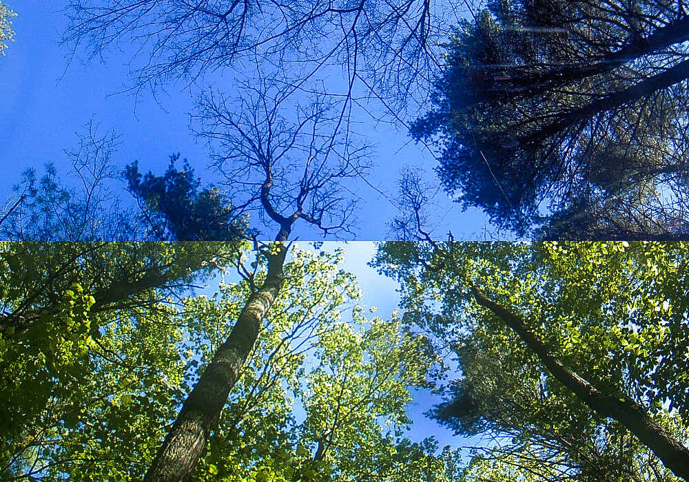 PhenoCam near-surface remote sensing protocols, research and ...