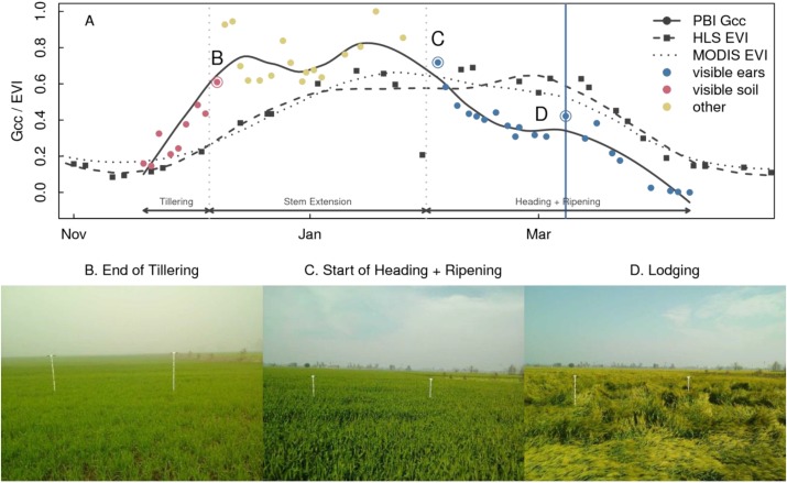 Monitoring crop phenology using a smartphone based near-surface remote ...